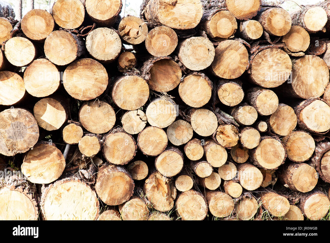 Pile pine tree trunks hi-res stock photography and images - Alamy