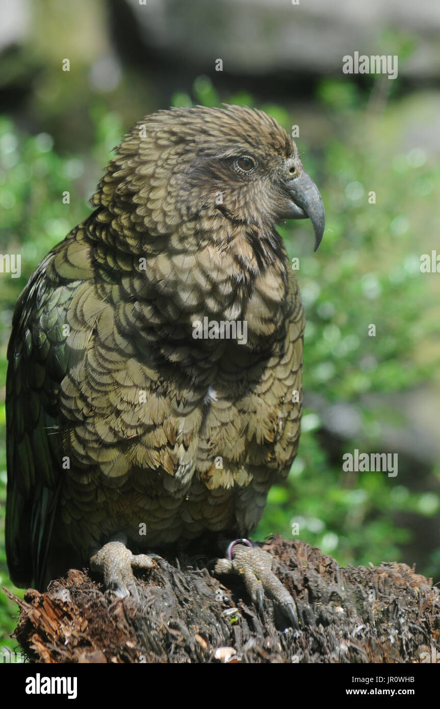 Kea Wildlife Bird High Resolution Stock Photography and Images - Alamy