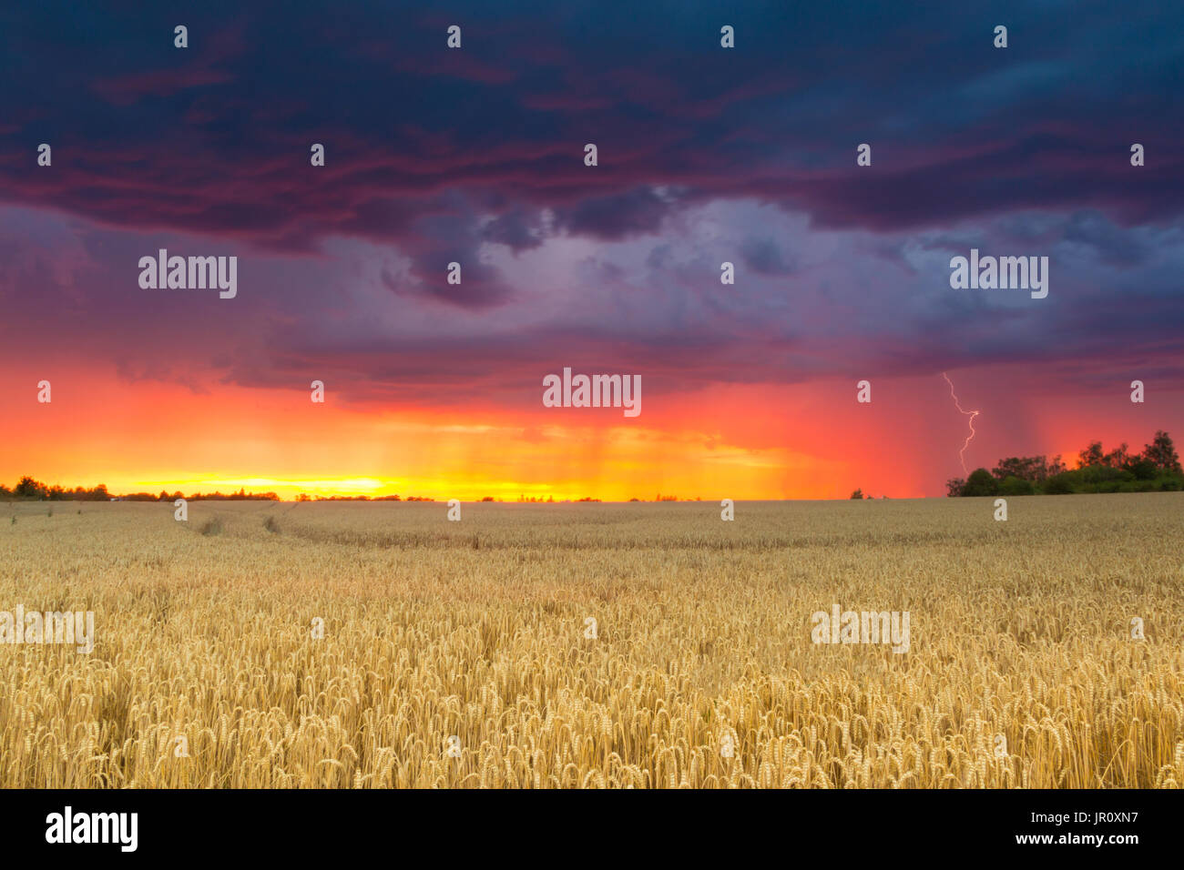 Colorful cloudy sky over wheat field at sunset time Stock Photo - Alamy