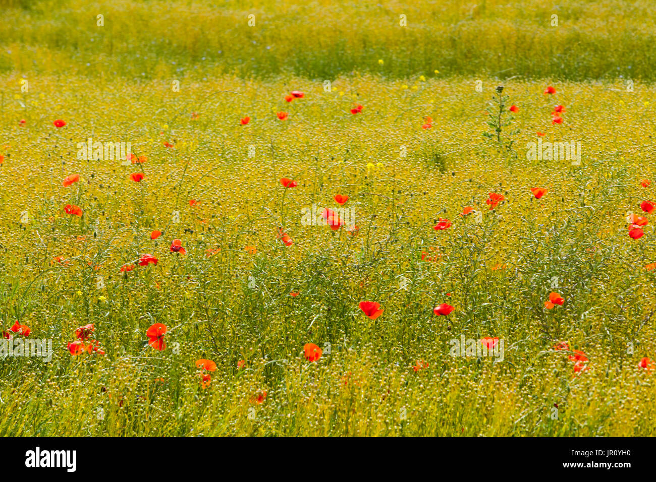 Flax poppy field hi-res stock photography and images - Alamy