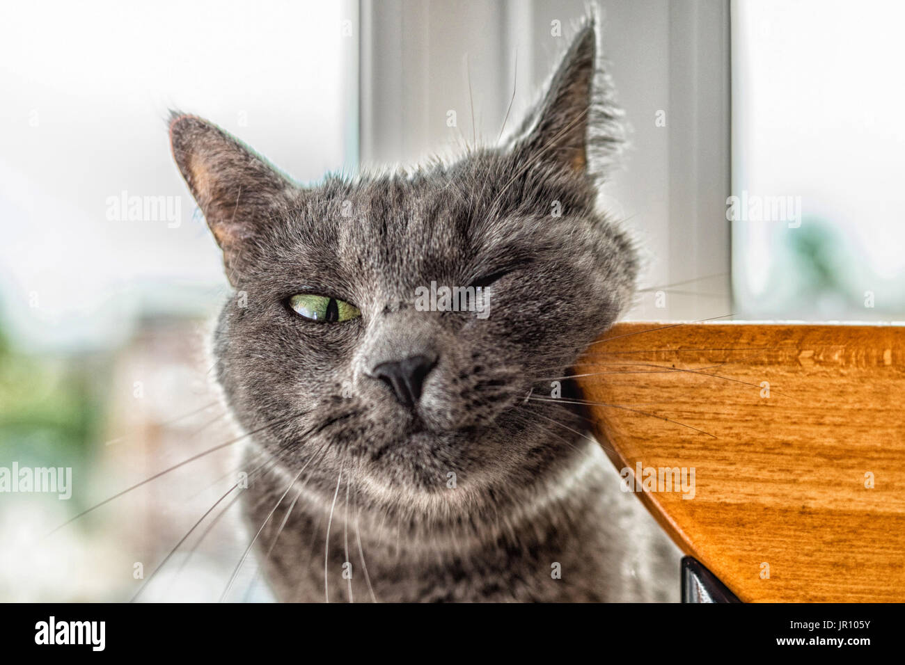 Russian blue cat funny groomed his cheek Stock Photo - Alamy