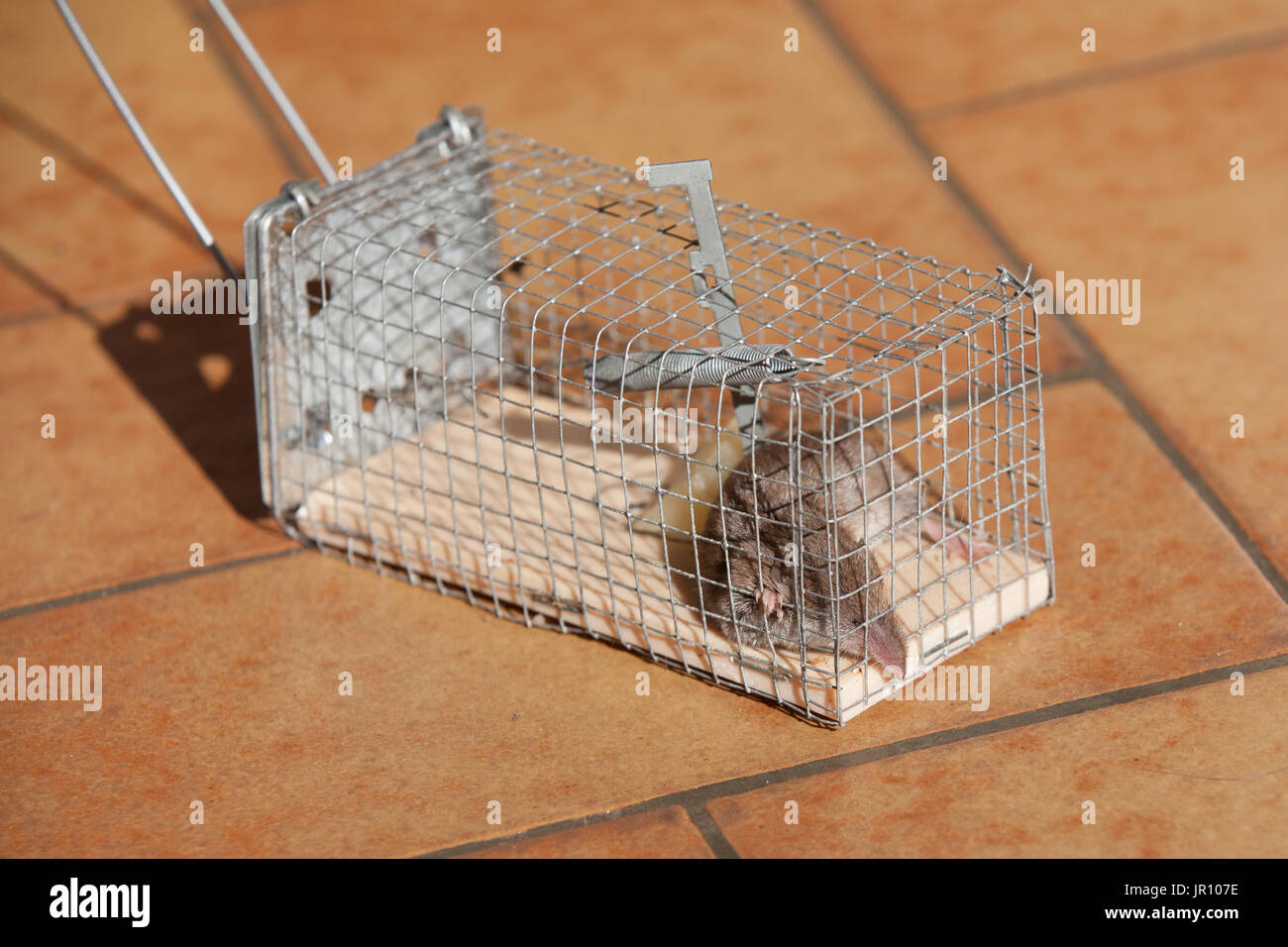 Trapped mice hi-res stock photography and images - Alamy