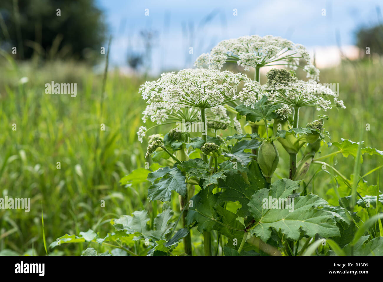 The sap of it causes phytophotodermatitis in humans, resulting in ...