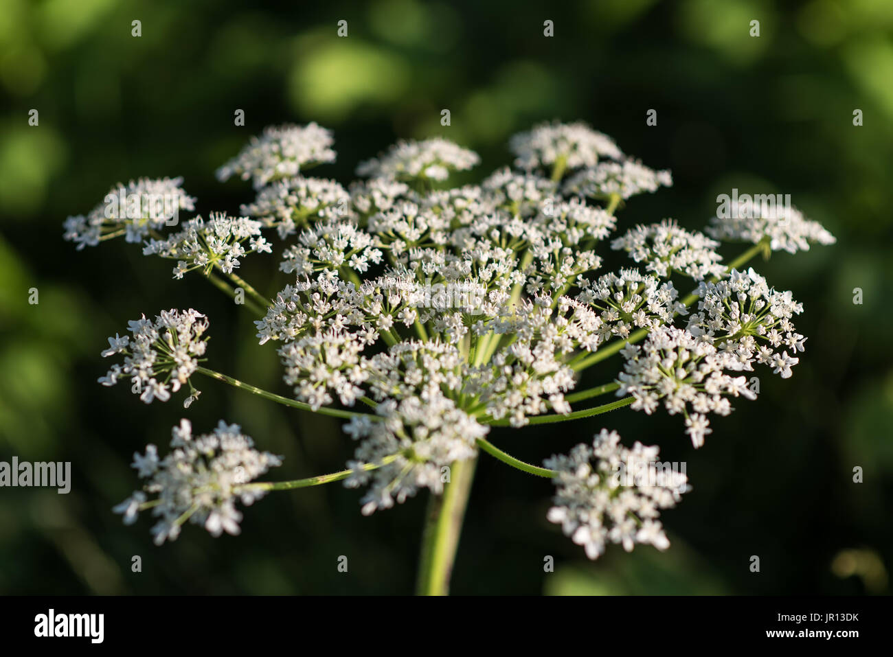 The sap of it causes phytophotodermatitis in humans, resulting in ...