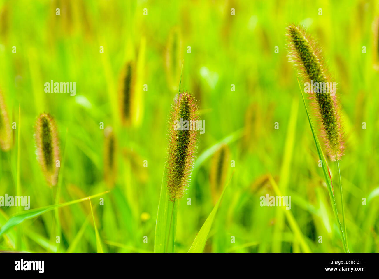 Setaria seed hi-res stock photography and images - Alamy