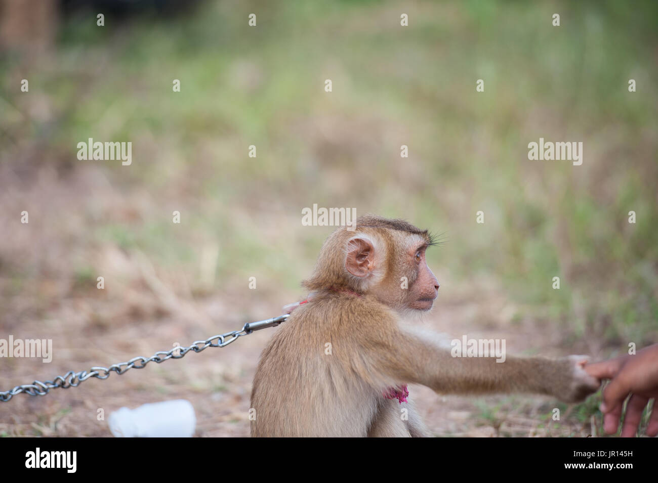 Chained little monkey shakes hands Stock Photo - Alamy