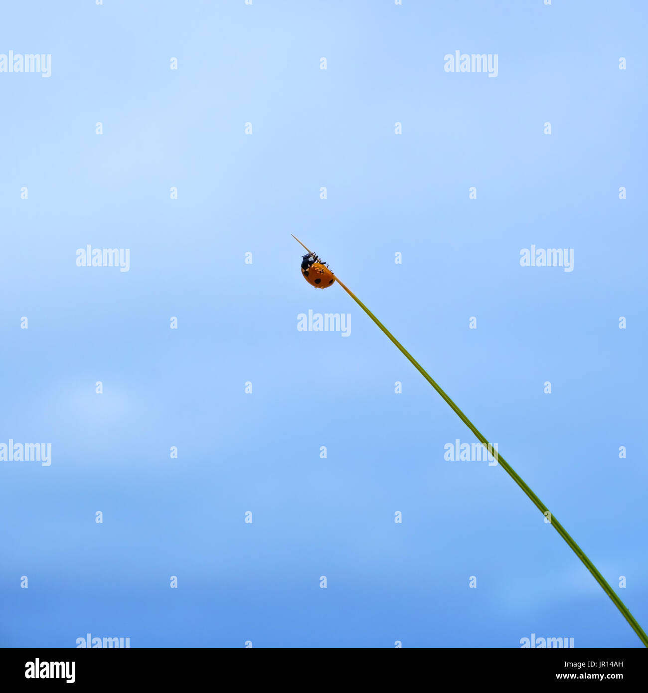 Ladybug antenna hi-res stock photography and images - Alamy