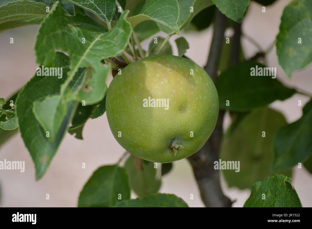 Apple growing on a tree branch Stock Photo - Alamy