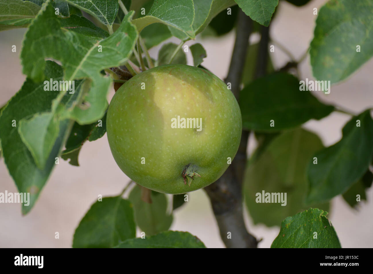 Apple growing on a tree branch Stock Photo - Alamy