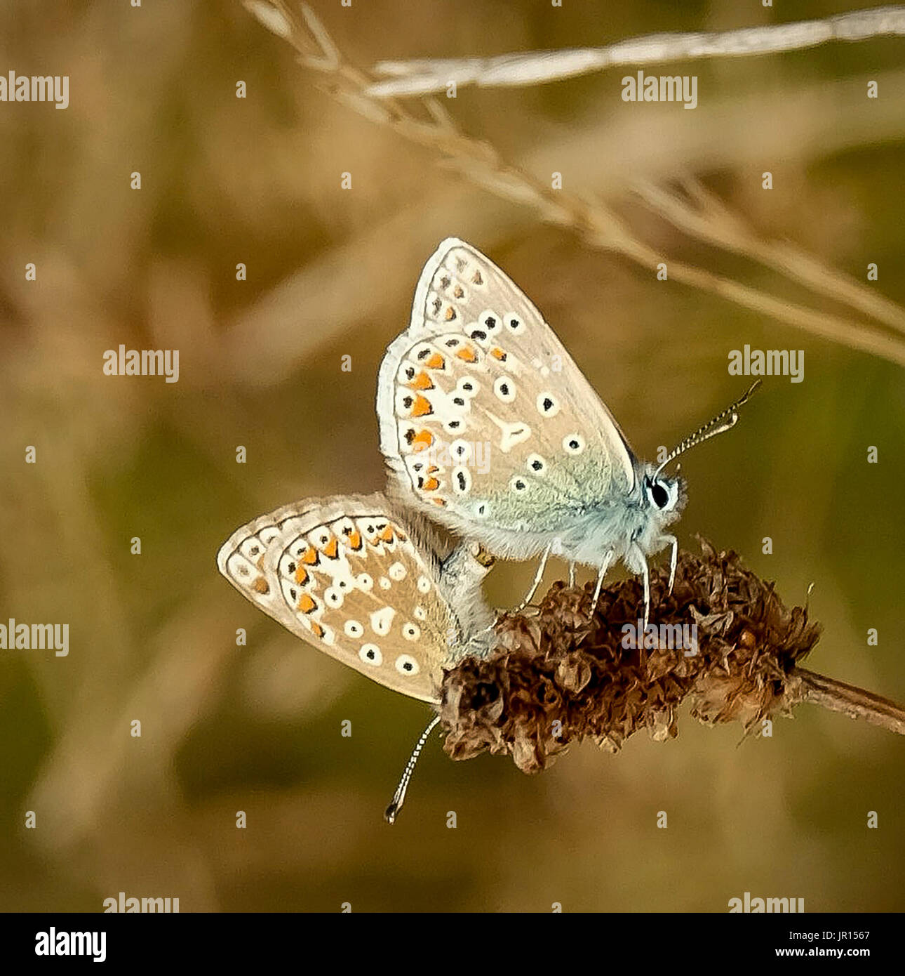 Mating common blue butterflies hi-res stock photography and images - Alamy