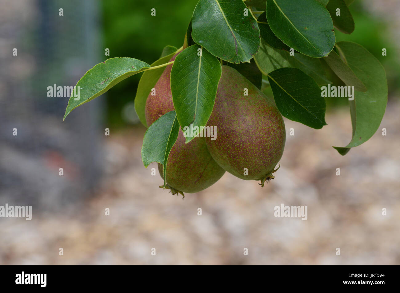 Pears growing on the tree branch Stock Photo - Alamy