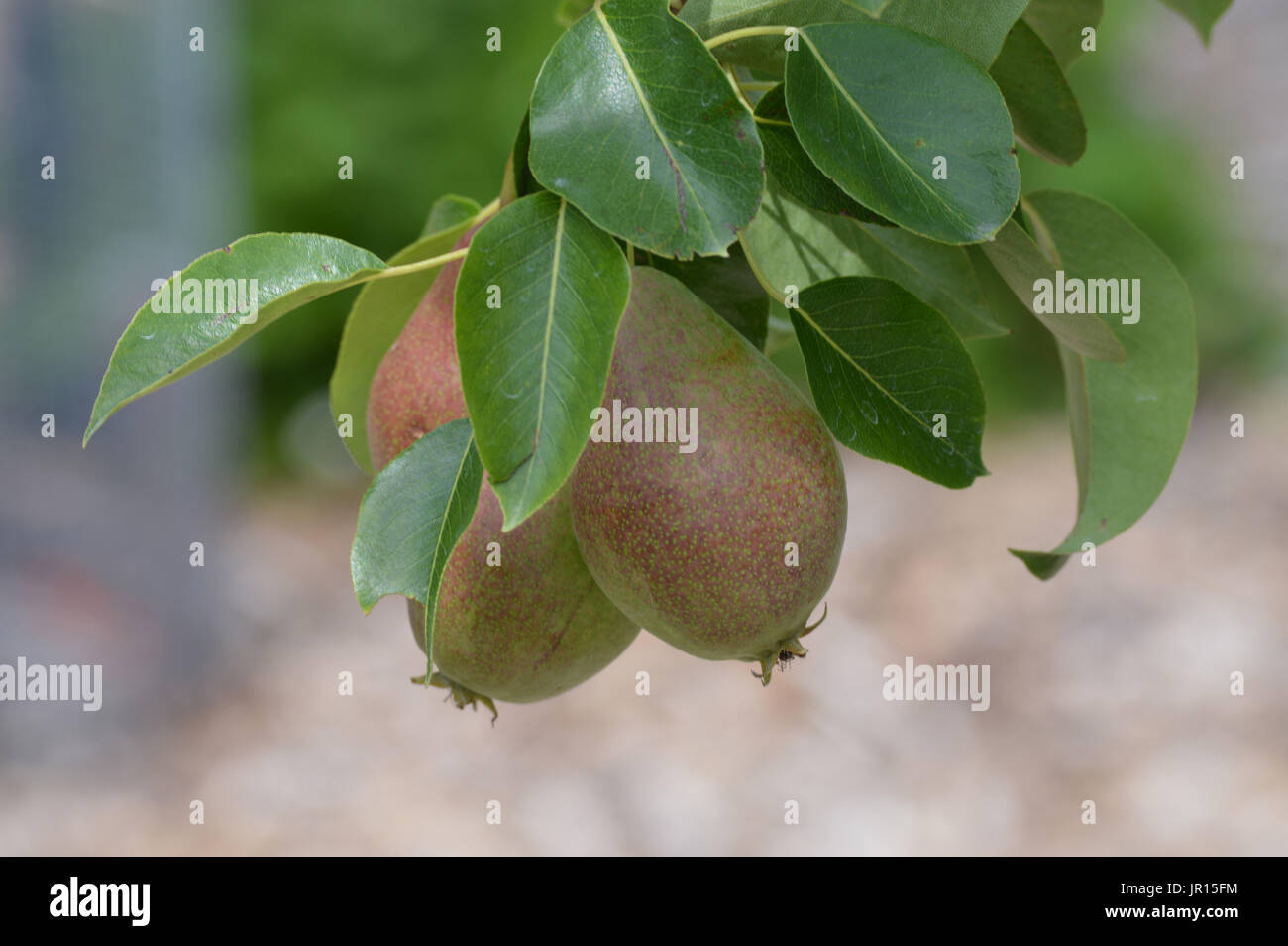 Pears growing on the tree branch Stock Photo - Alamy