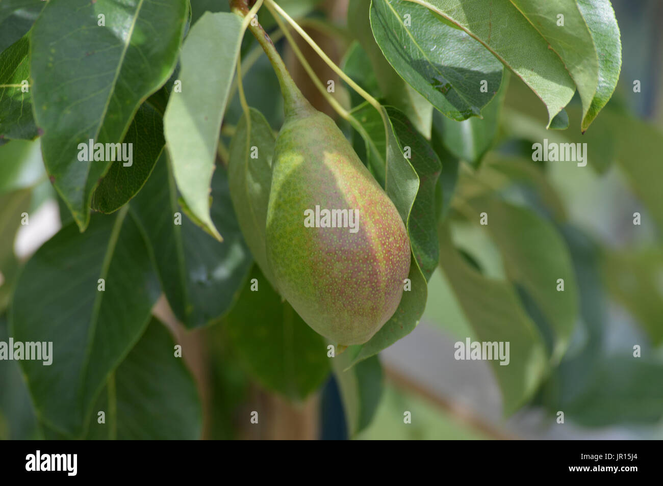 Pears growing on the branch hi-res stock photography and images - Alamy