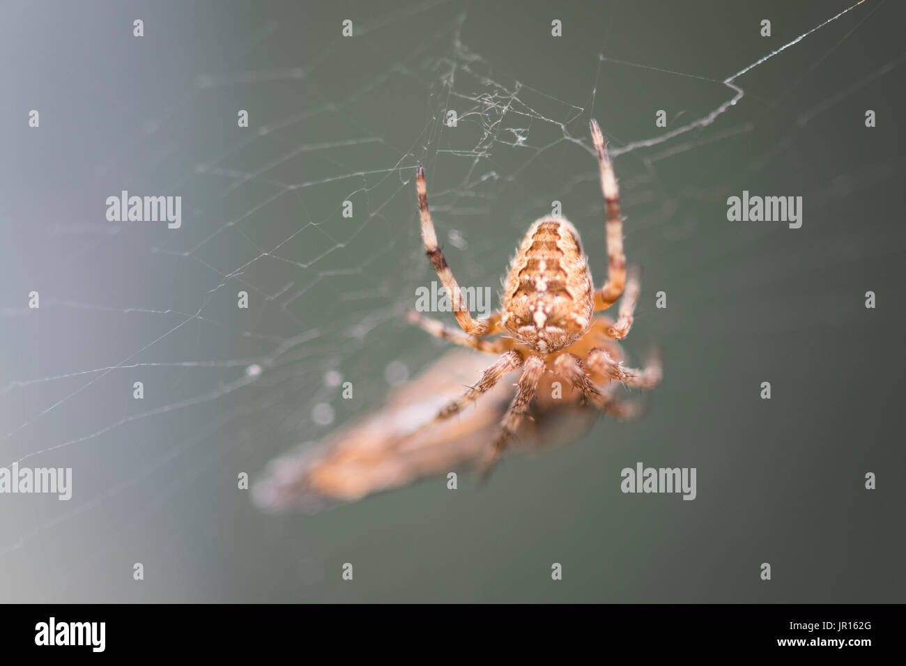 Zelda Trapped In Spider Web