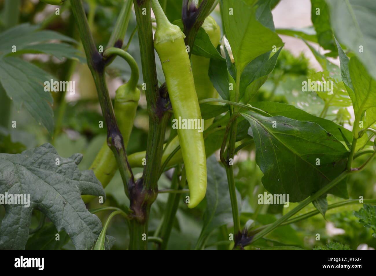 Thin pepper hi-res stock photography and images - Alamy