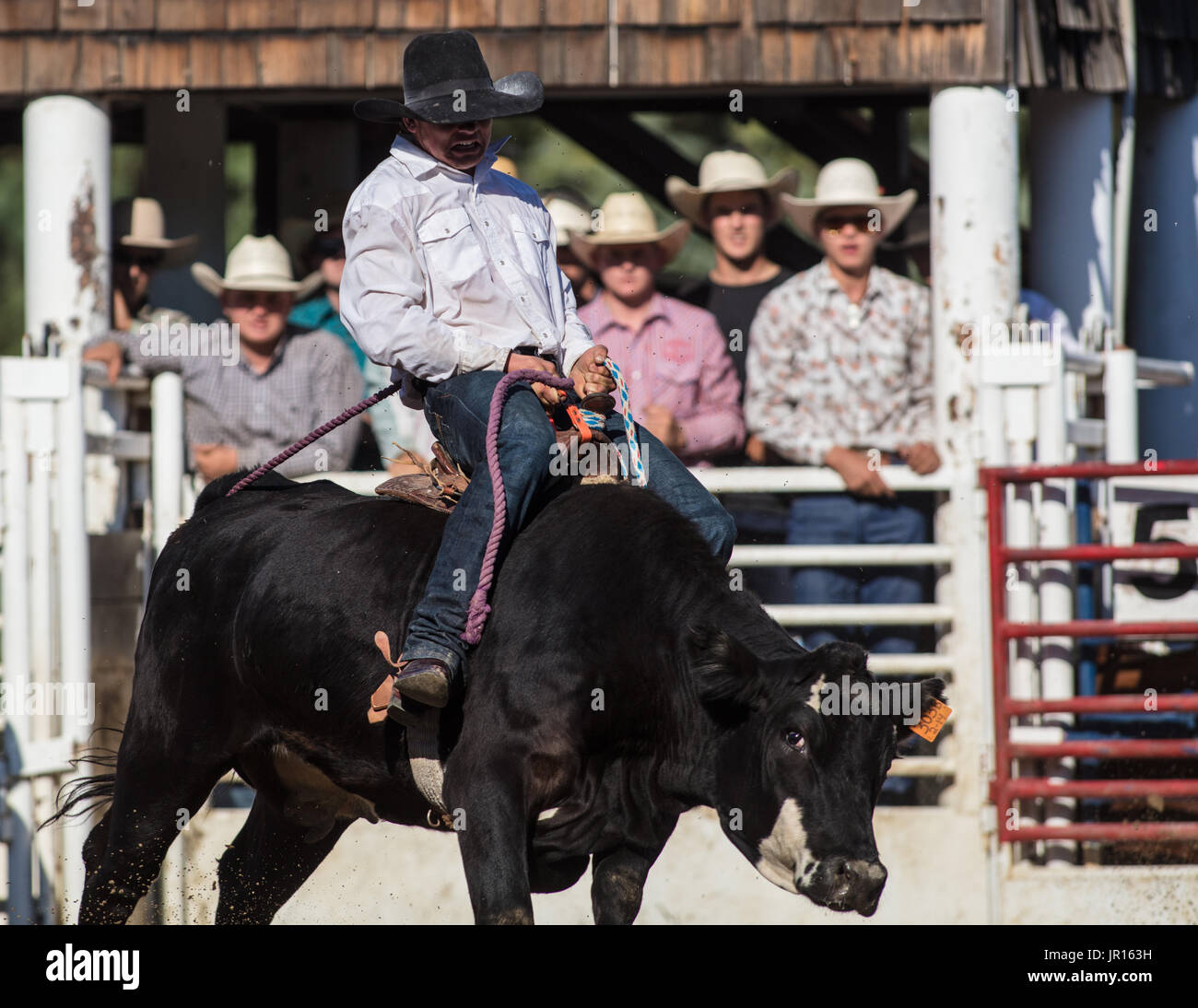 Rodeo action at the Scott Valley Pleasure Park Rodeo in Etna ...