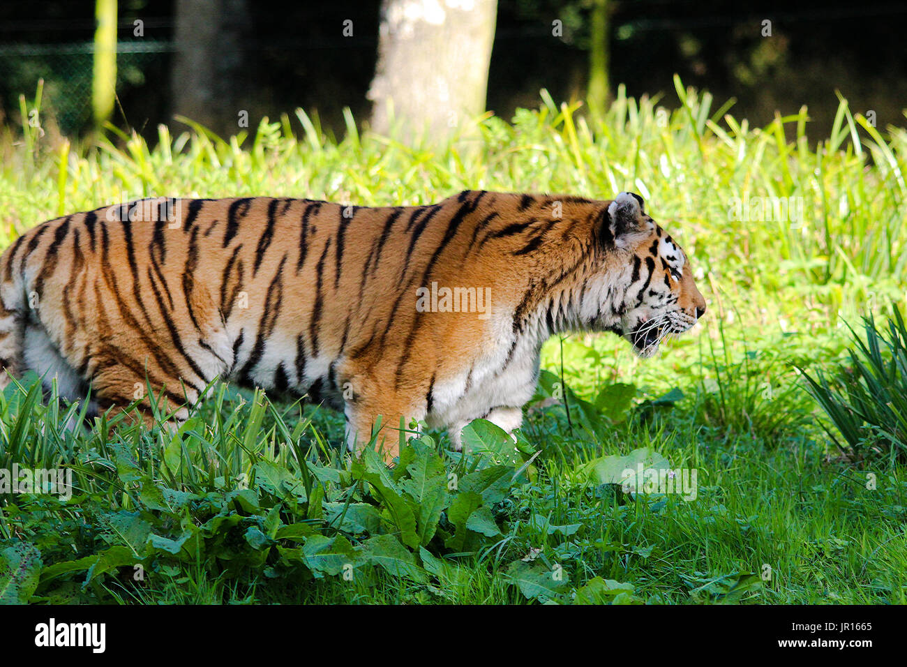 Female tiger face hi-res stock photography and images - Alamy
