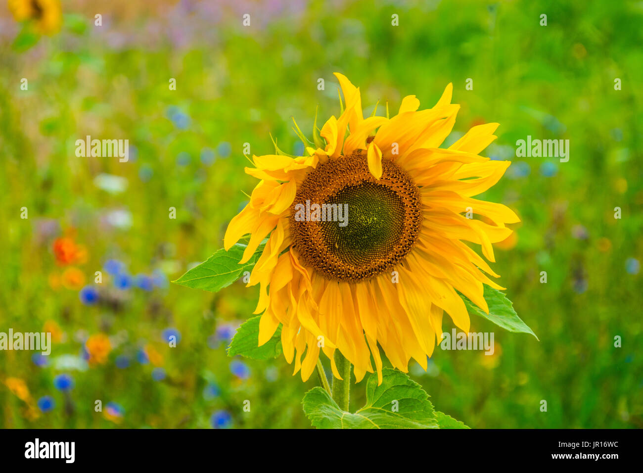 Sunflowers in the wind - beautiful picture Stock Photo - Alamy