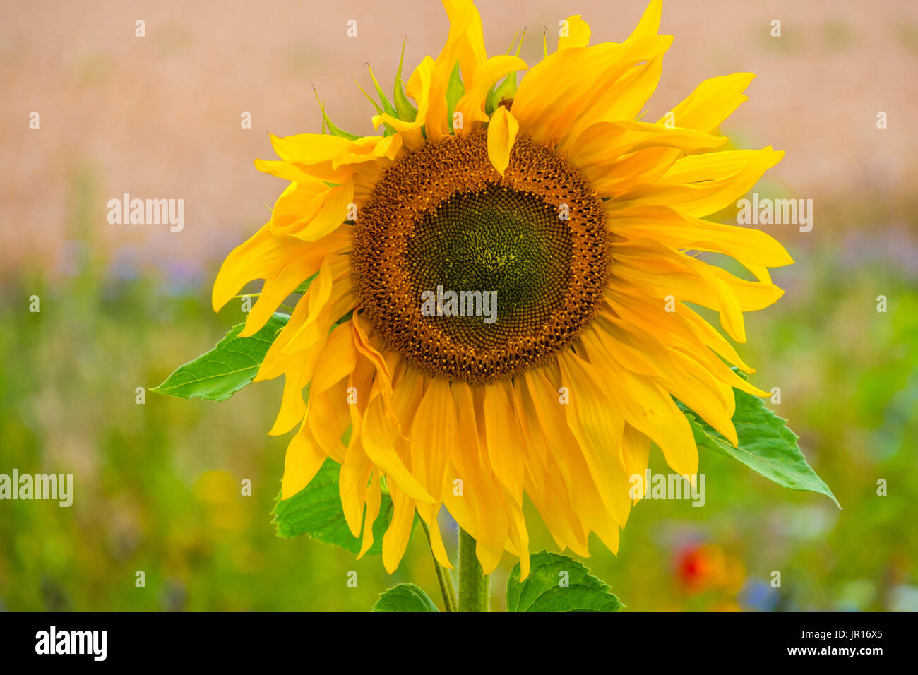 Sunflowers in the wind - beautiful picture Stock Photo - Alamy