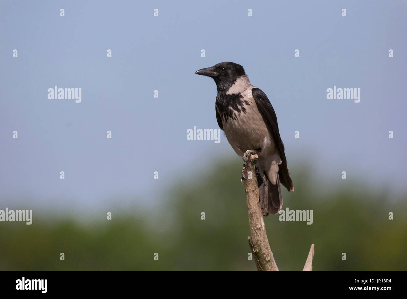 Hooded Crow (Corvus corone cornix), Placed on a dead tree in spring ...