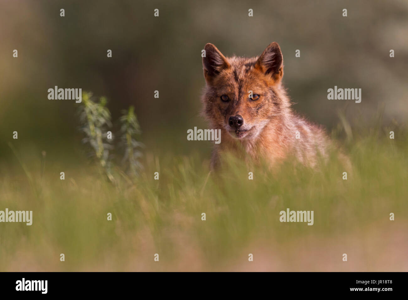 Golden jackal (Canis aureus), Portrait of a marauding adult in the countryside in the spring ...