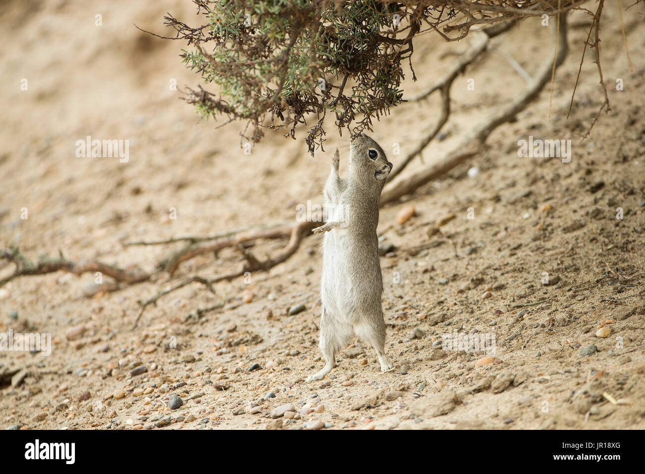 Lesser cavy (Microcavia australis) feeding, Punta Norte, Argentina ...