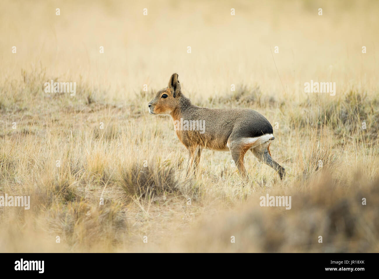 Patagonian mara (Dolichotis patagonum), Península Valdes, Argentina ...