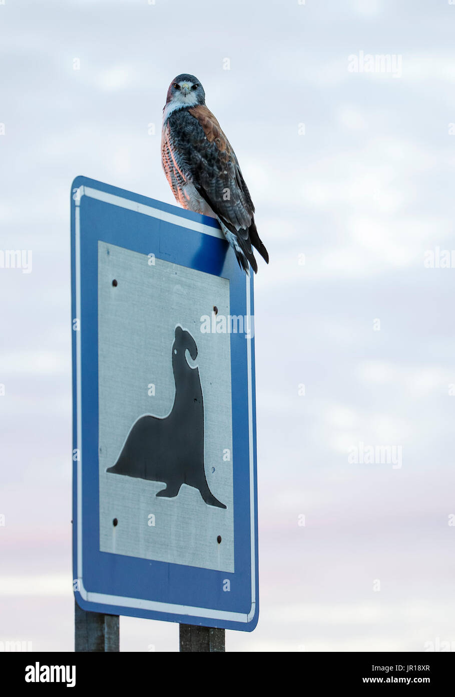 Variable hawk (Geranoaetus polyosoma), female perched on Elephant seal ...