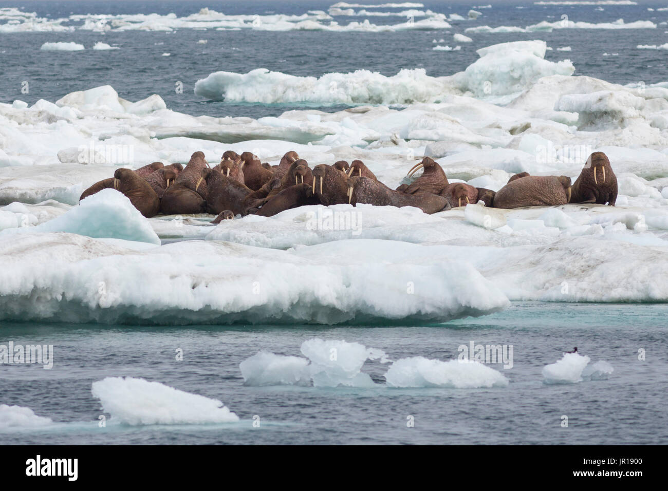 Walrus (Odobenus rosmarus) on the pack ice, Wrangel Island, Chukotka ...