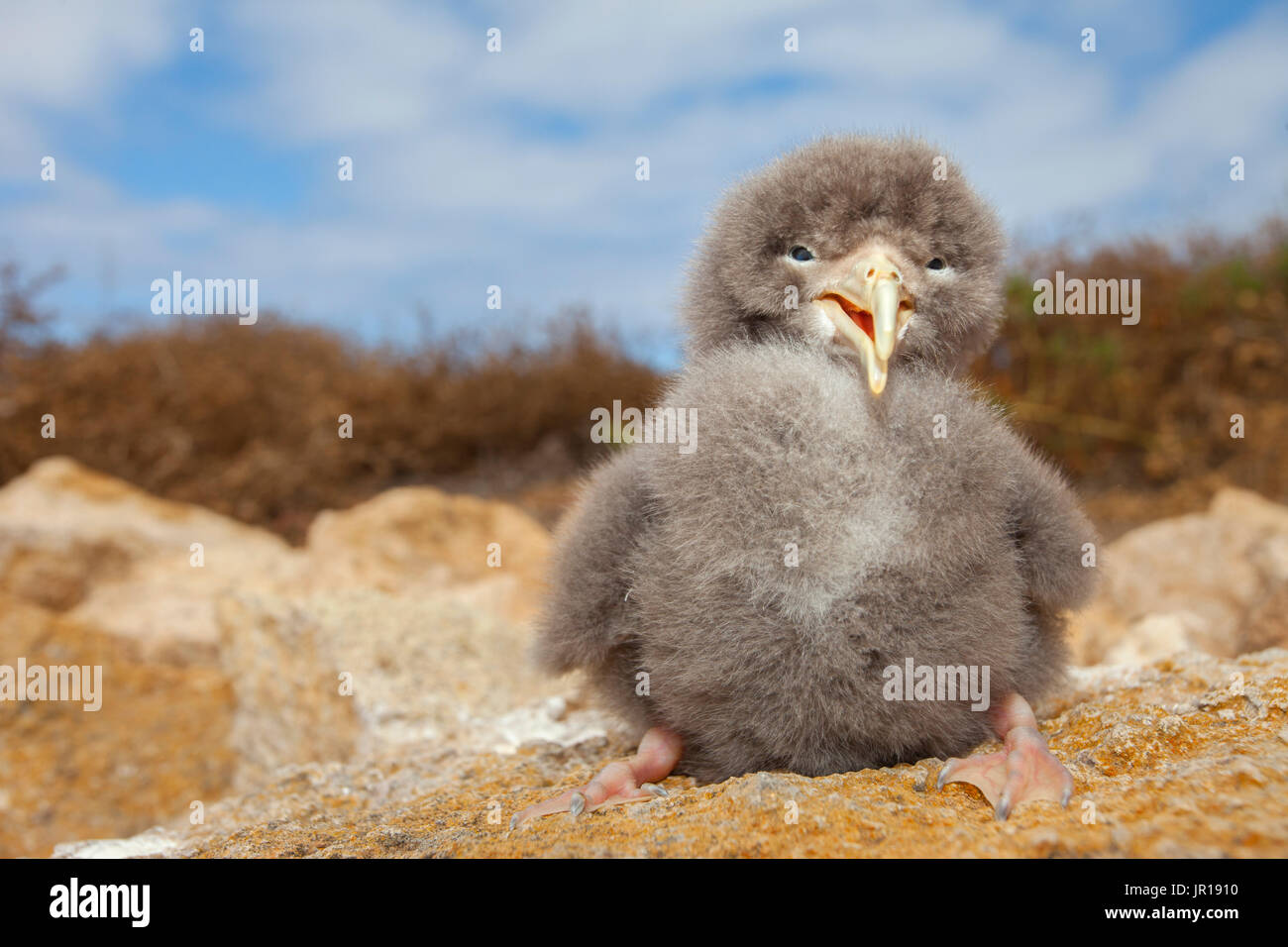Cory's Shearwater (Calonectris diomedea) juvenile in his nest. Portugal ...