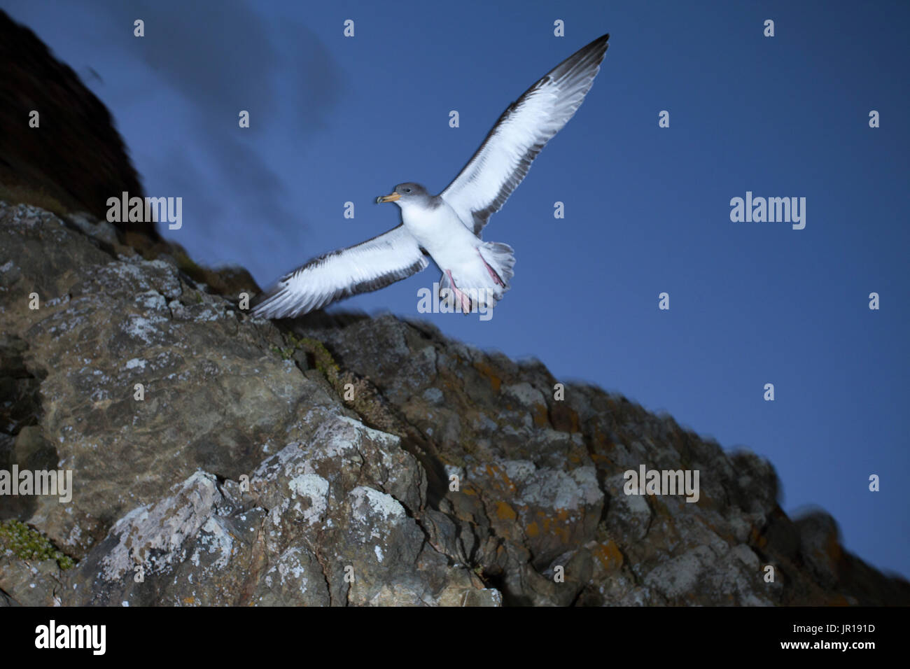 Cory's Shearwater (Calonectris diomedea) flying over the Atlantic ocean ...