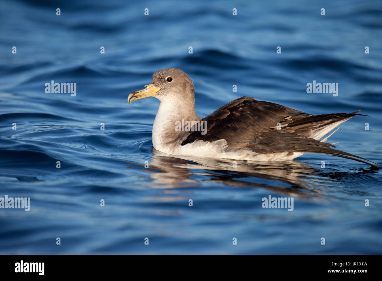 Cory's Shearwater (Calonectris diomedea) life over the Atlantic ocean ...