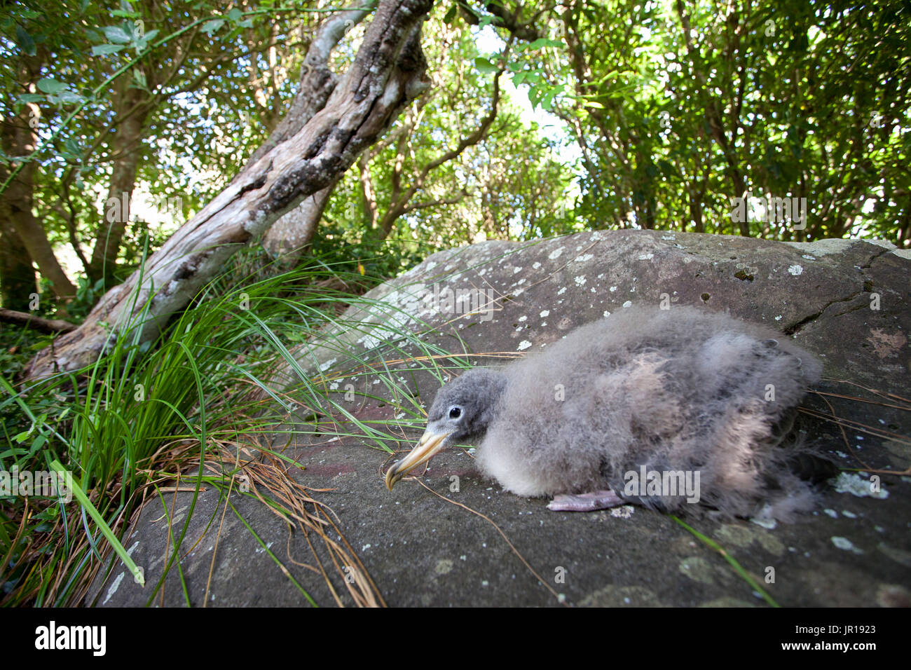 Cory's Shearwater (Calonectris borealis) juvenile in the Corvo island ...