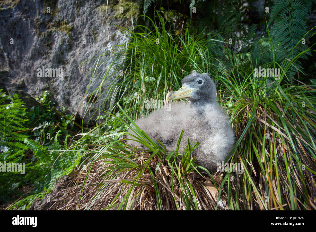 Cory's Shearwater (Calonectris borealis) juvenile in the Corvo island ...