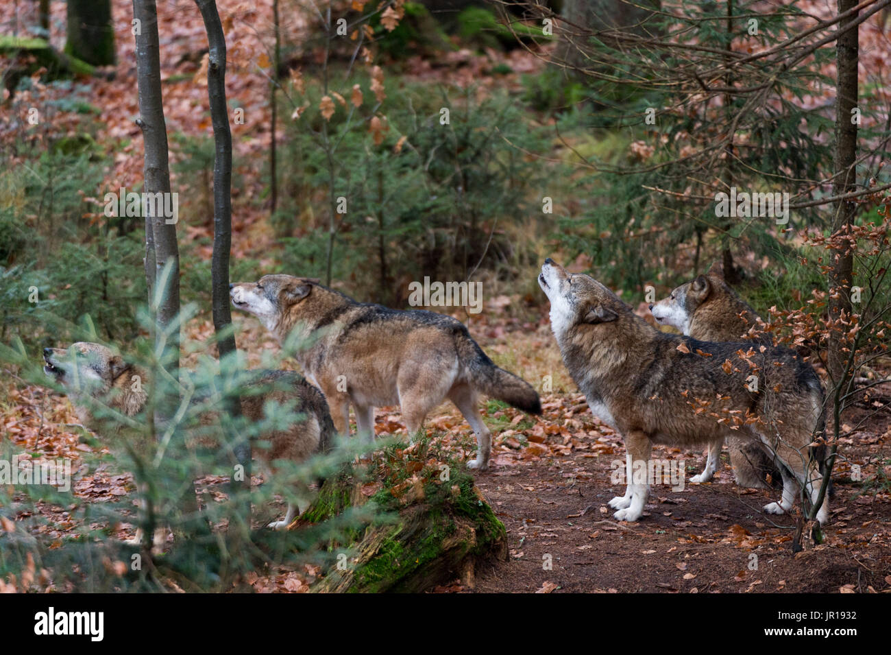 Gray wolf (Canis lupus), Bavarian Forest National Park, Bavaria ...
