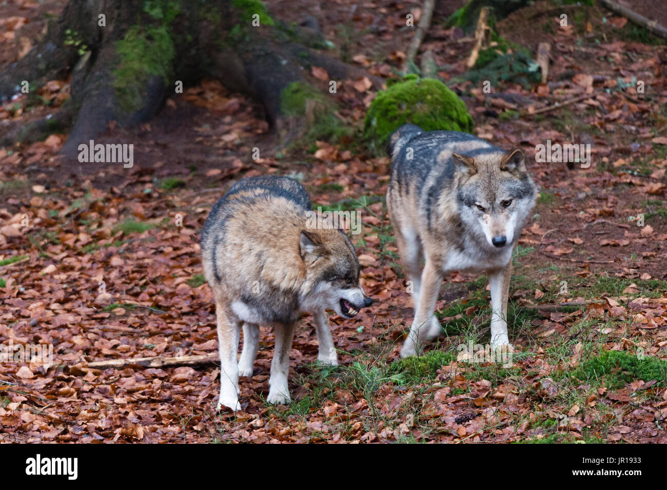 Gray wolves (Canis lupus), Bavarian Forest National Park, Bavaria ...