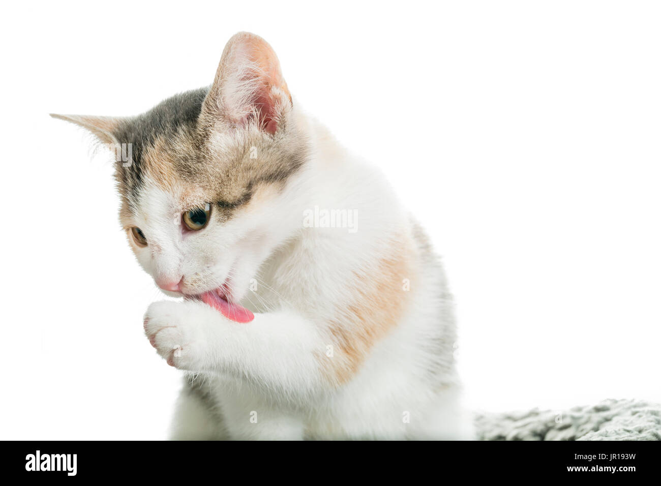 Kitten gromming on white background Stock Photo - Alamy