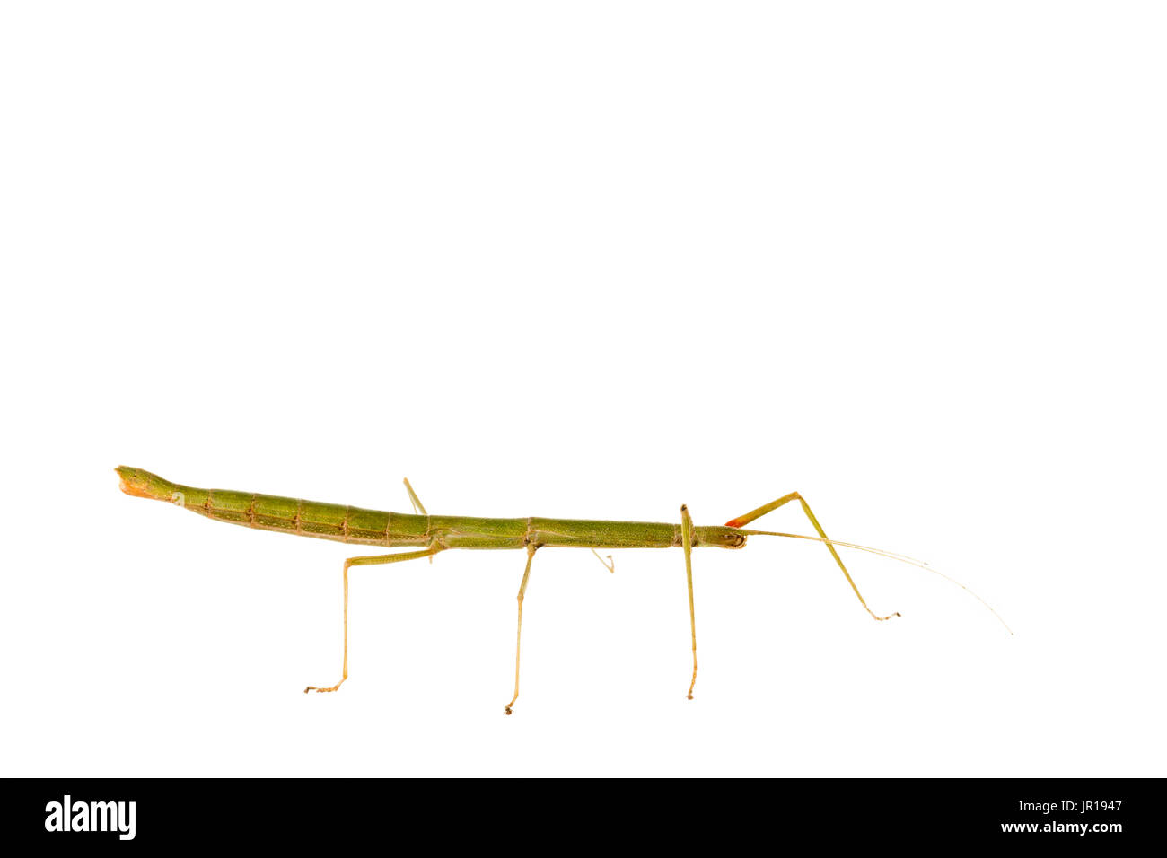 Indian stick insect laboratory stick hi-res stock photography and ...