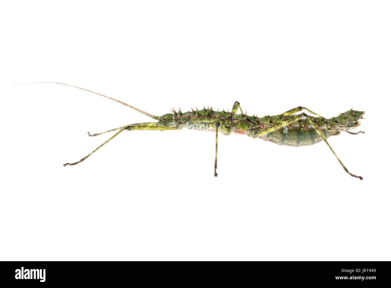 Spiny Stick Insect (Spinohirasea bengalensis) female on white ...