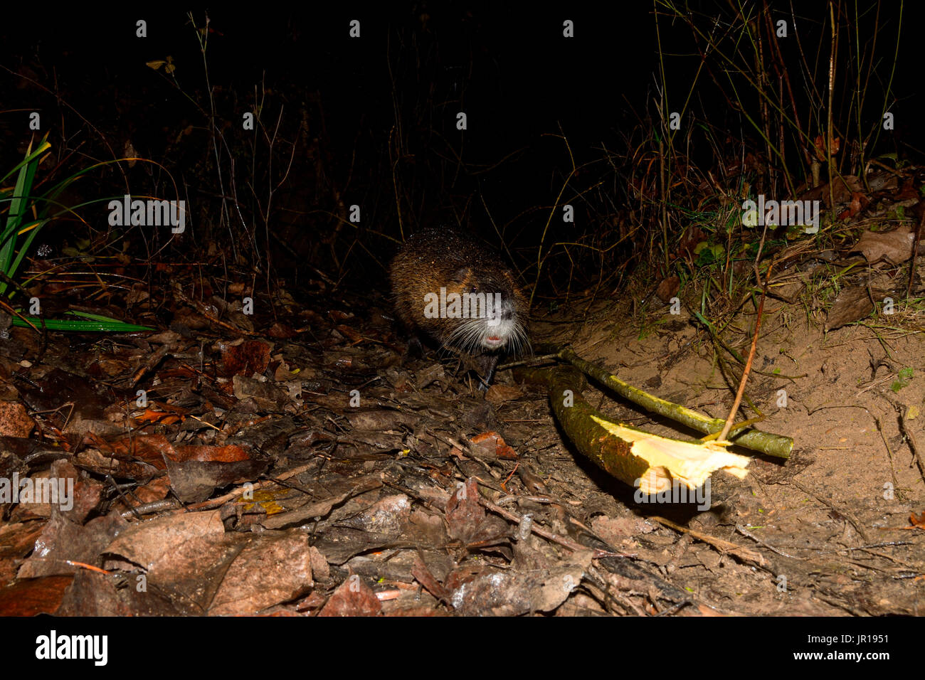 Nutria (Myocastor coypus) in walk, at night, next to a branch eaten by ...
