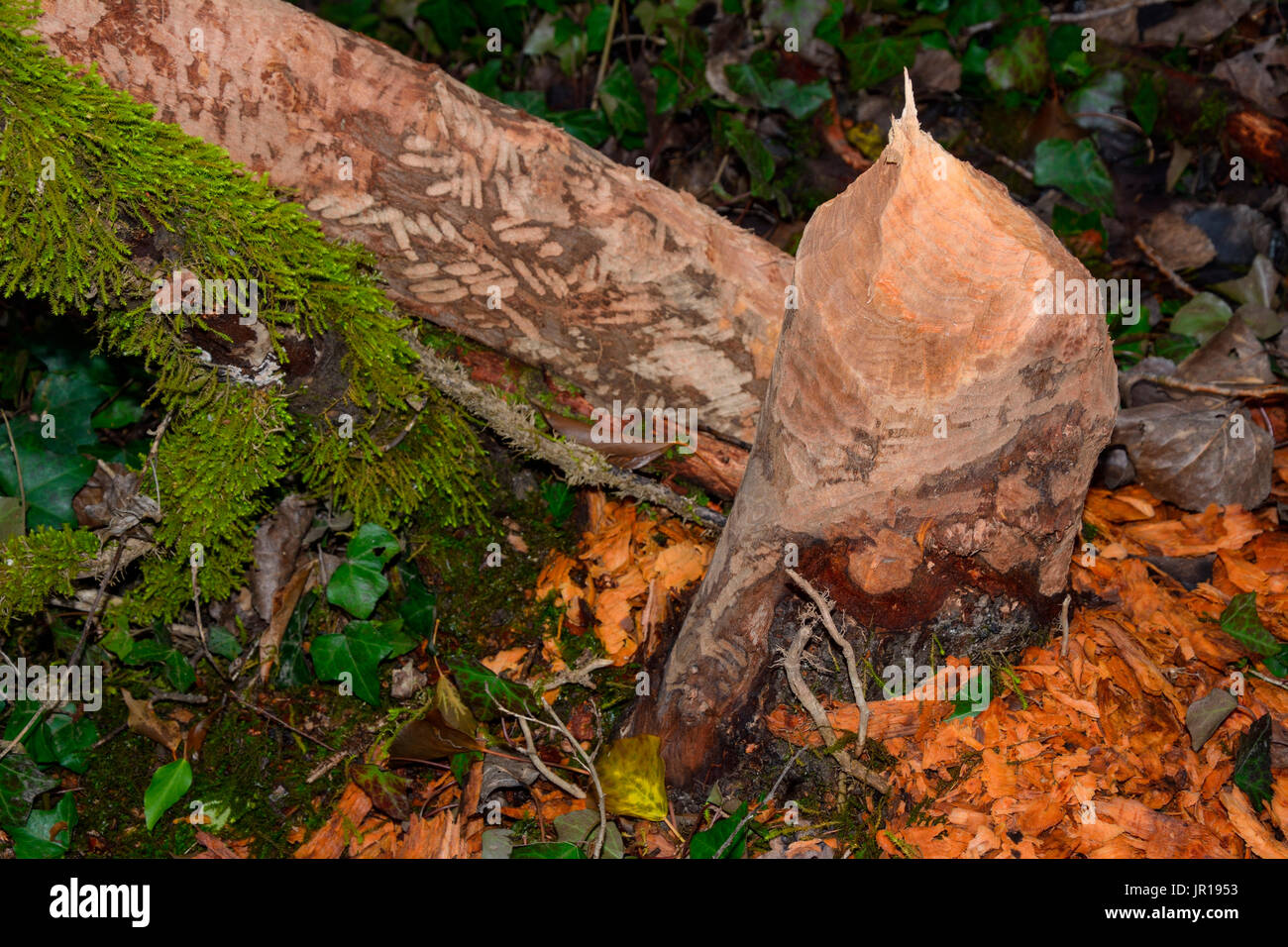 Tree eaten by a European beaver (Castor fiber), with the traces of the ...