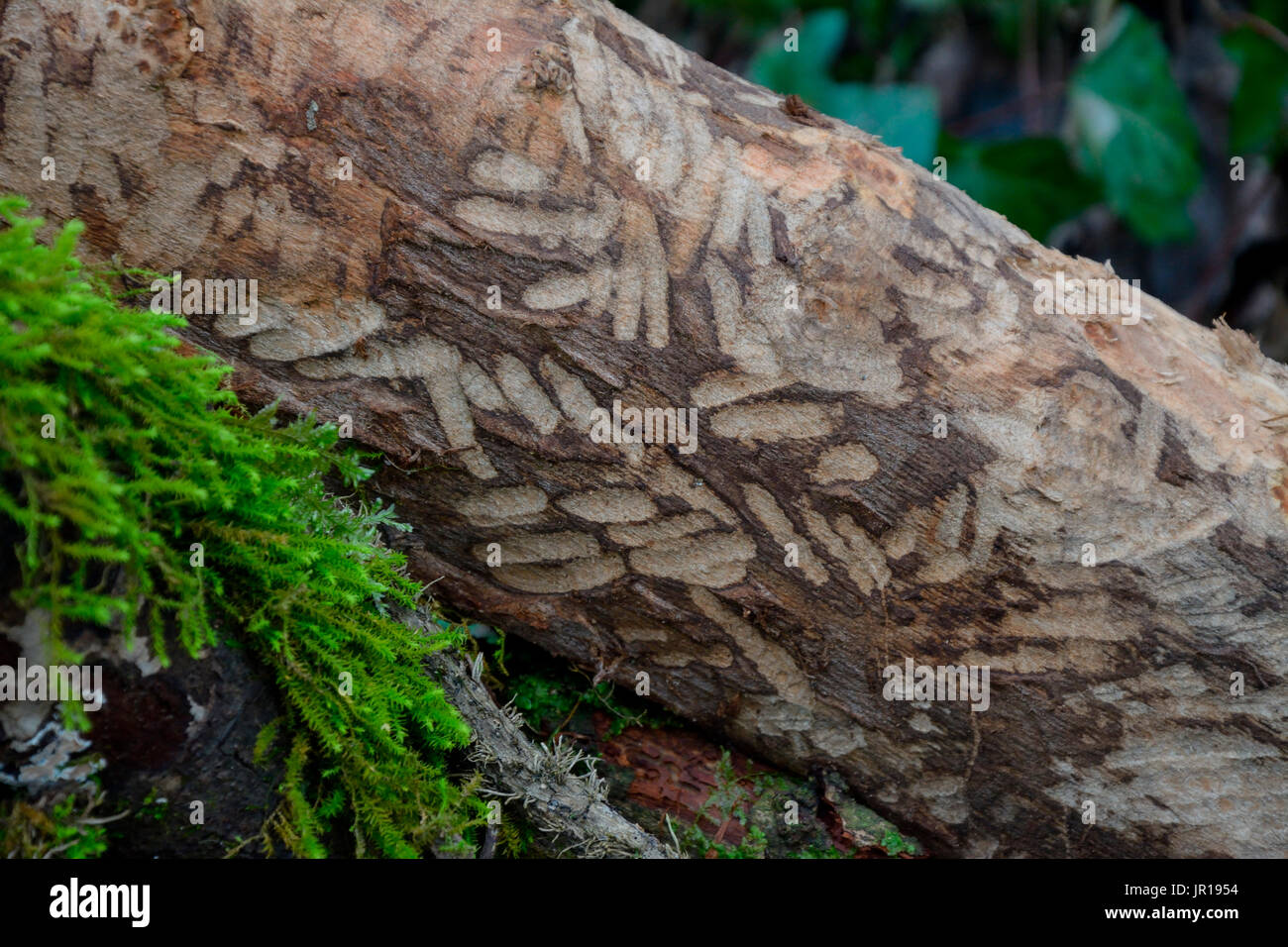 Tree eaten by a European beaver (Castor fiber), with the traces of the ...