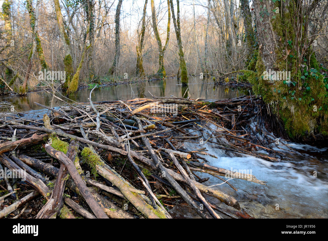 European Beaver Dam (Castor fiber) on a dead branch of the Ain River ...