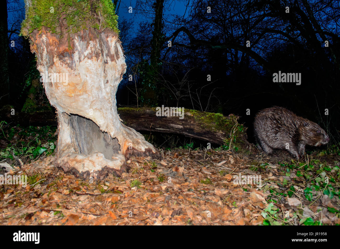 European Beaver (Castor fiber) coming to eat a big tree at dusk, Ain ...