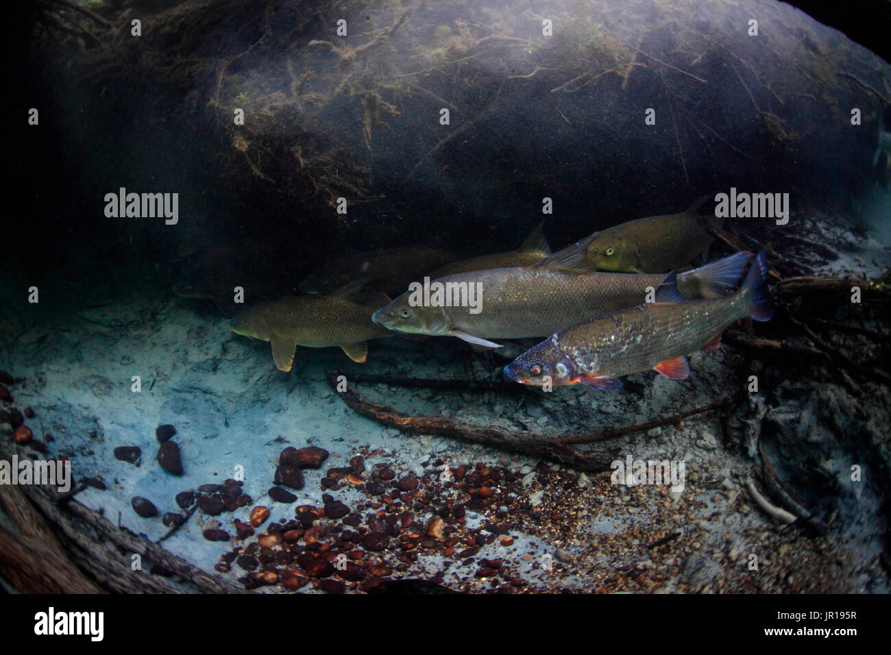 Group of Barbels (Bearded Barbus) and Common Nases (Chondrostoma nasus ...