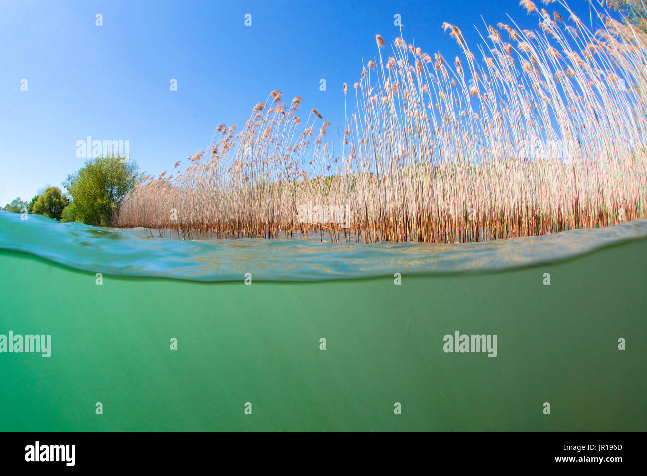 Reedbed in the lake of the Orient forest, Oriental Forest Regional ...