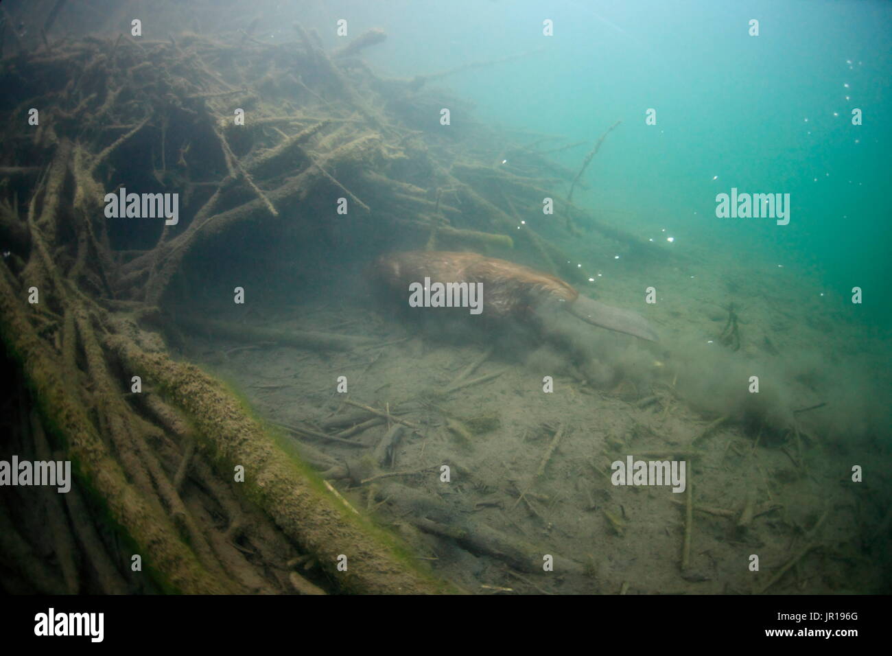 Beaver burrow hi-res stock photography and images - Alamy