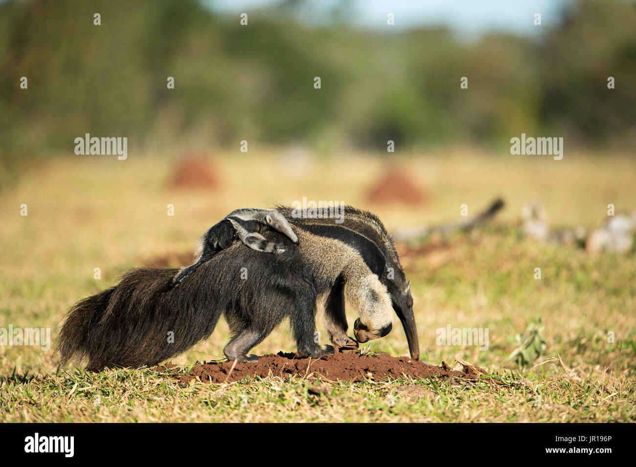 Giant anteater (Myrfmecophaga tridactyla), female with cub on its back ...
