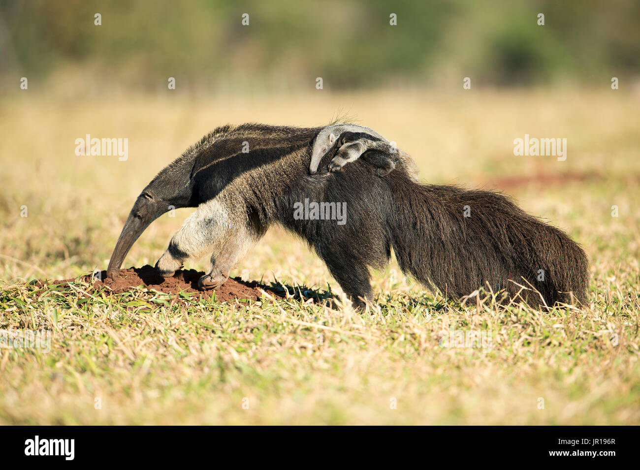 Giant anteater (Myrfmecophaga tridactyla), female with cub on its back ...