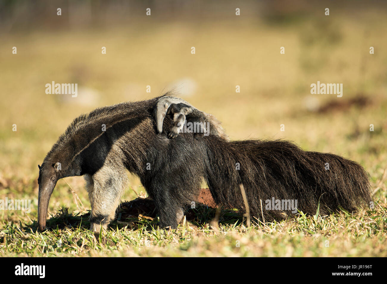 Giant anteater (Myrfmecophaga tridactyla), female with cub on its back ...